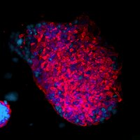 Fluorescent Mouse ES/iPS Cell Characterization Kit | SCR077